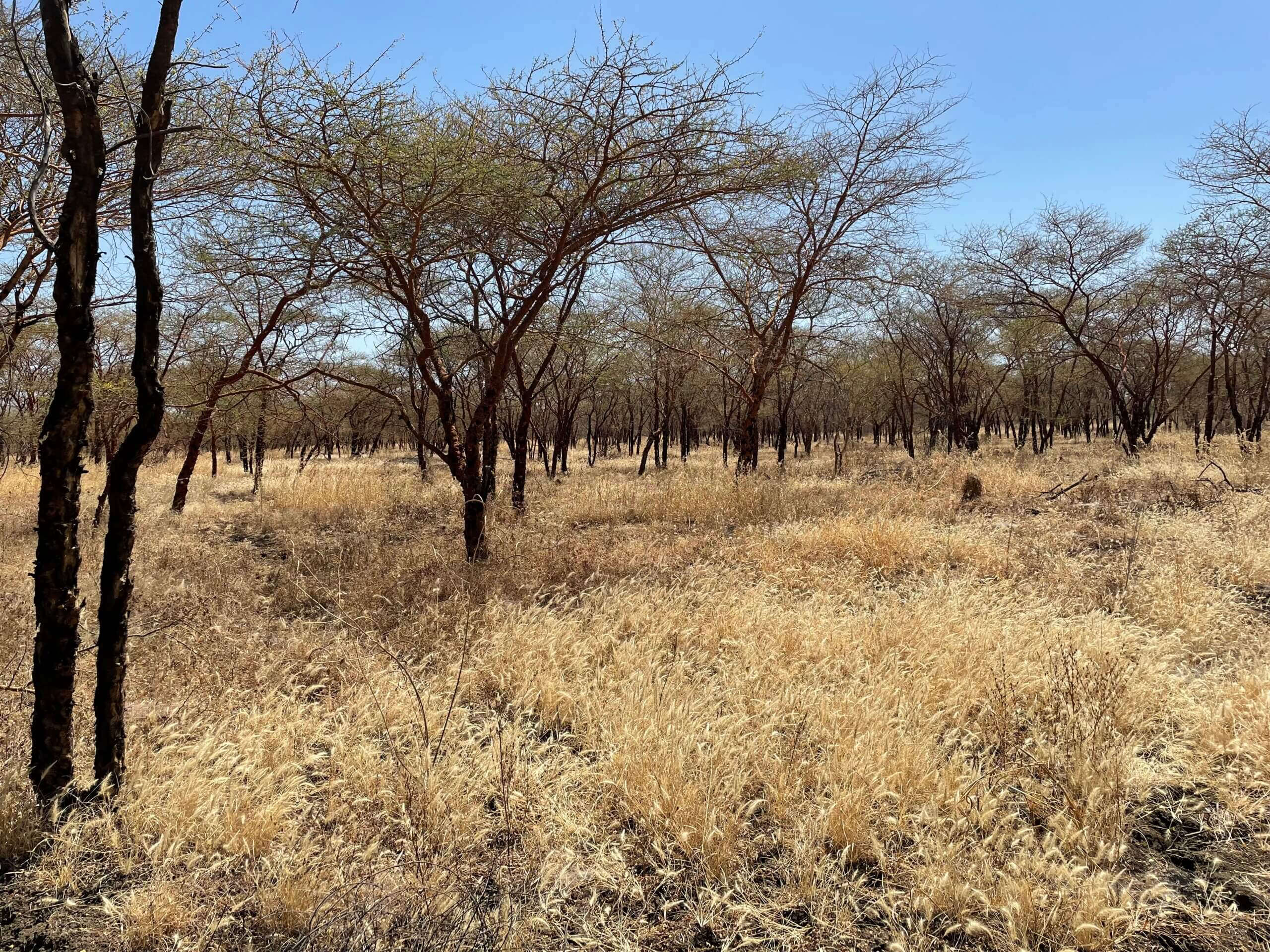 How acacia fiber is sutainably sourced