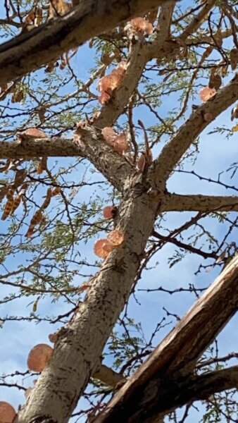 Acacia fiber, the perfect clean label ingredient