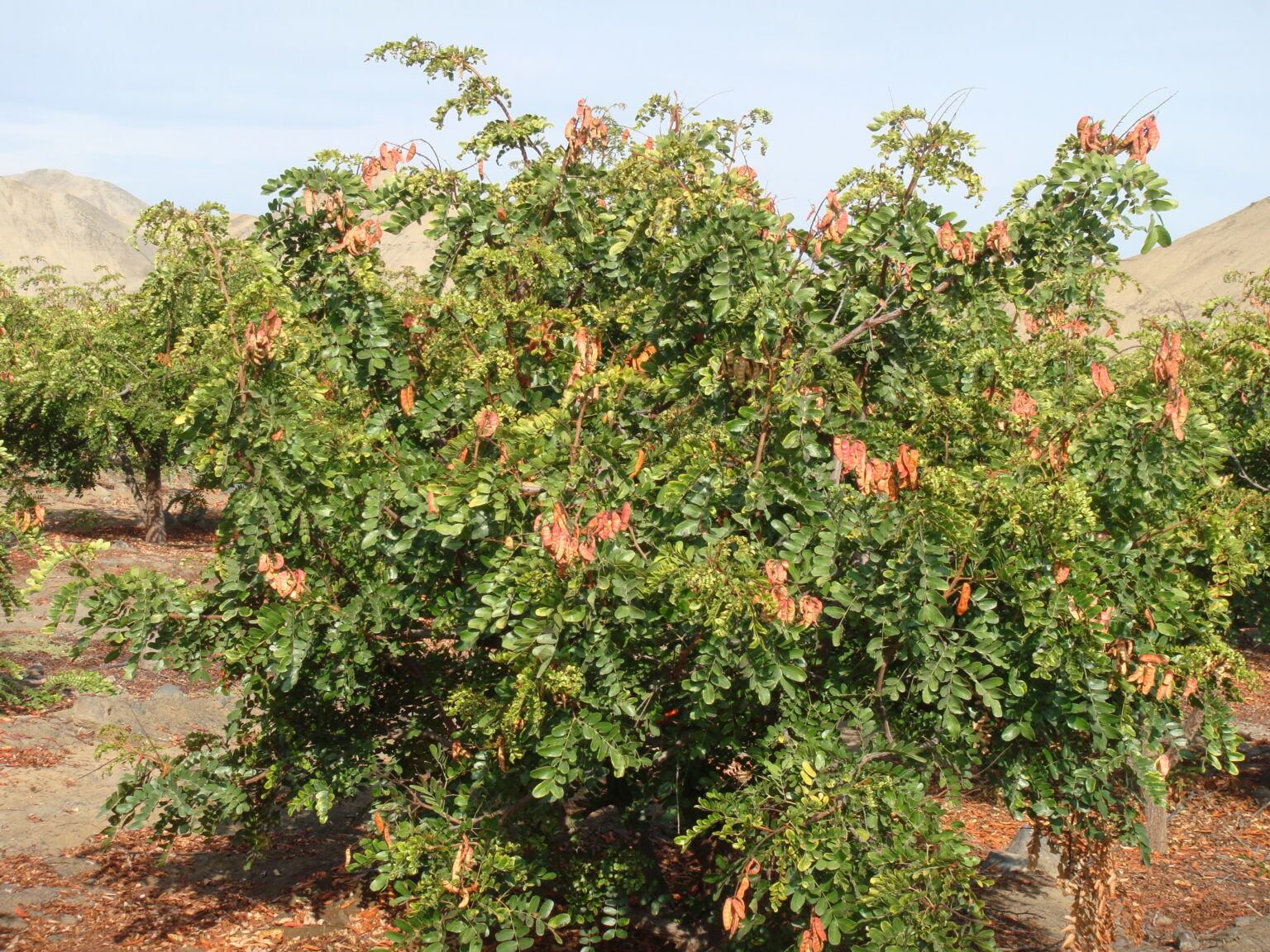 Tara gum, a millennial peruvian culture