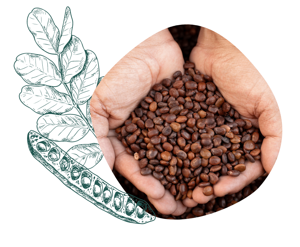 Page d'accueil - Nexira