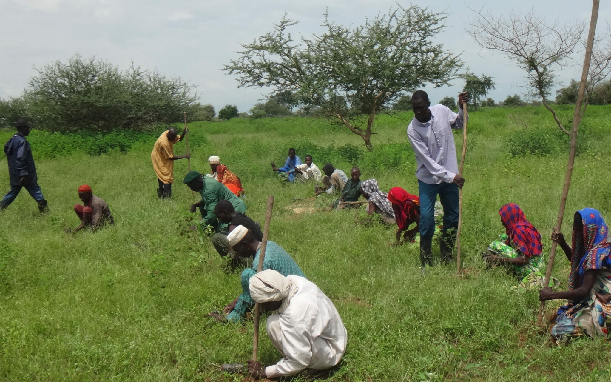 Assisted Natural Regeneration of Acacia Forests - Nexira