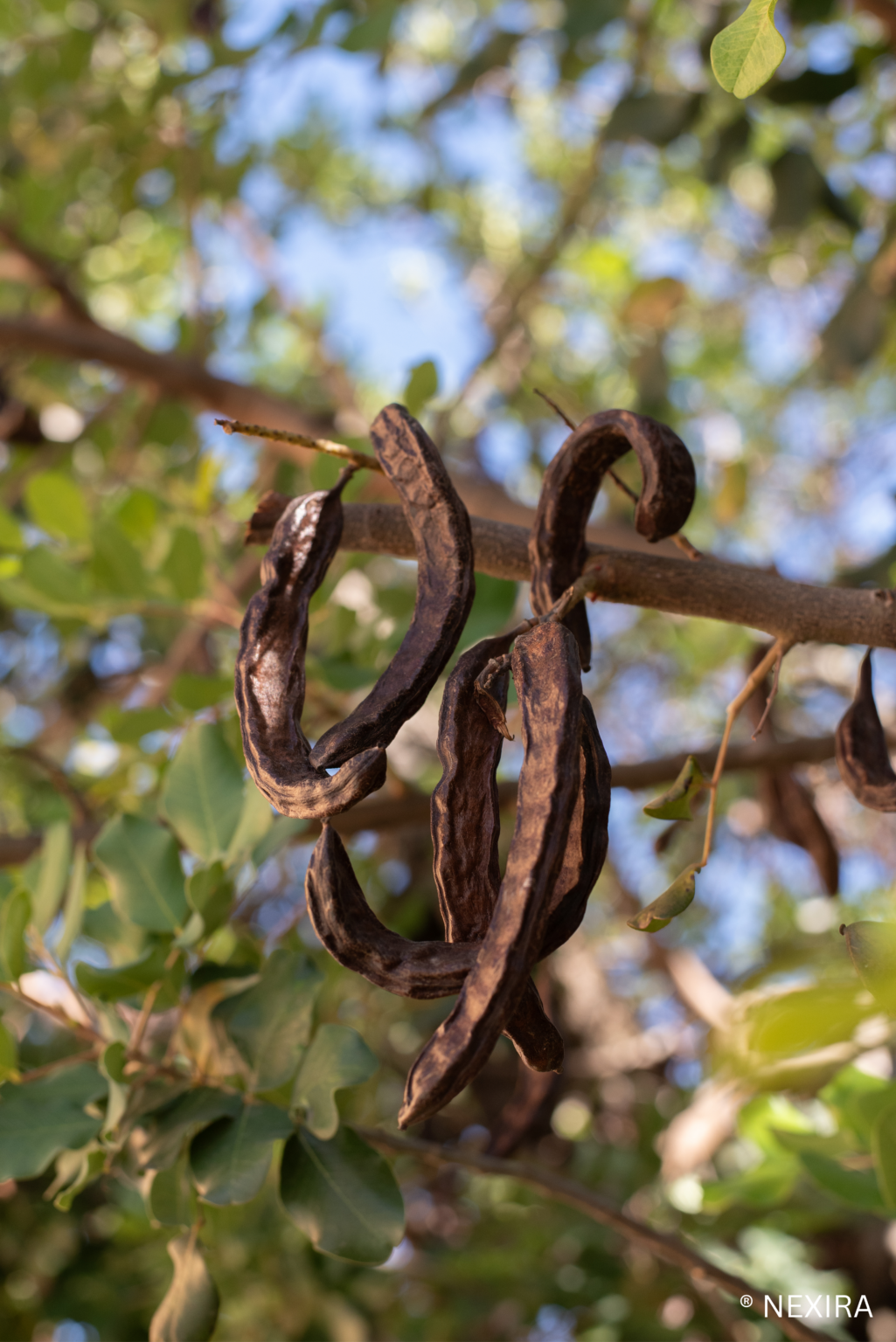 Spotlight on Locust Bean Gum - Nexira
