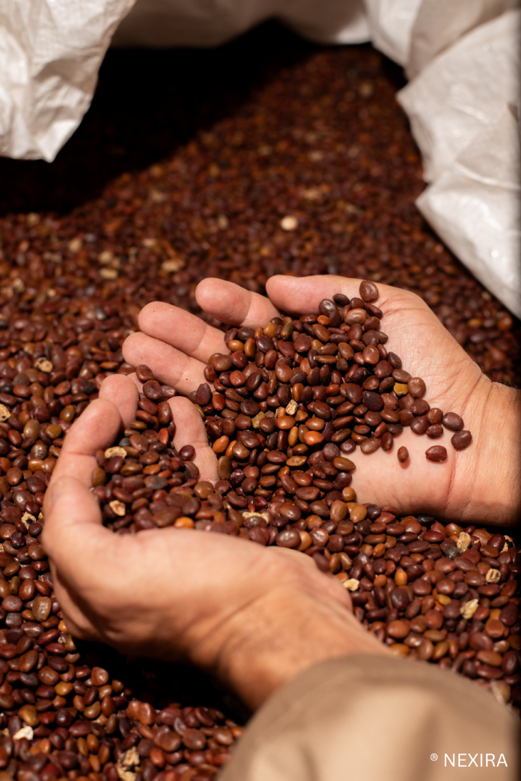 Spotlight on Locust Bean Gum - Nexira