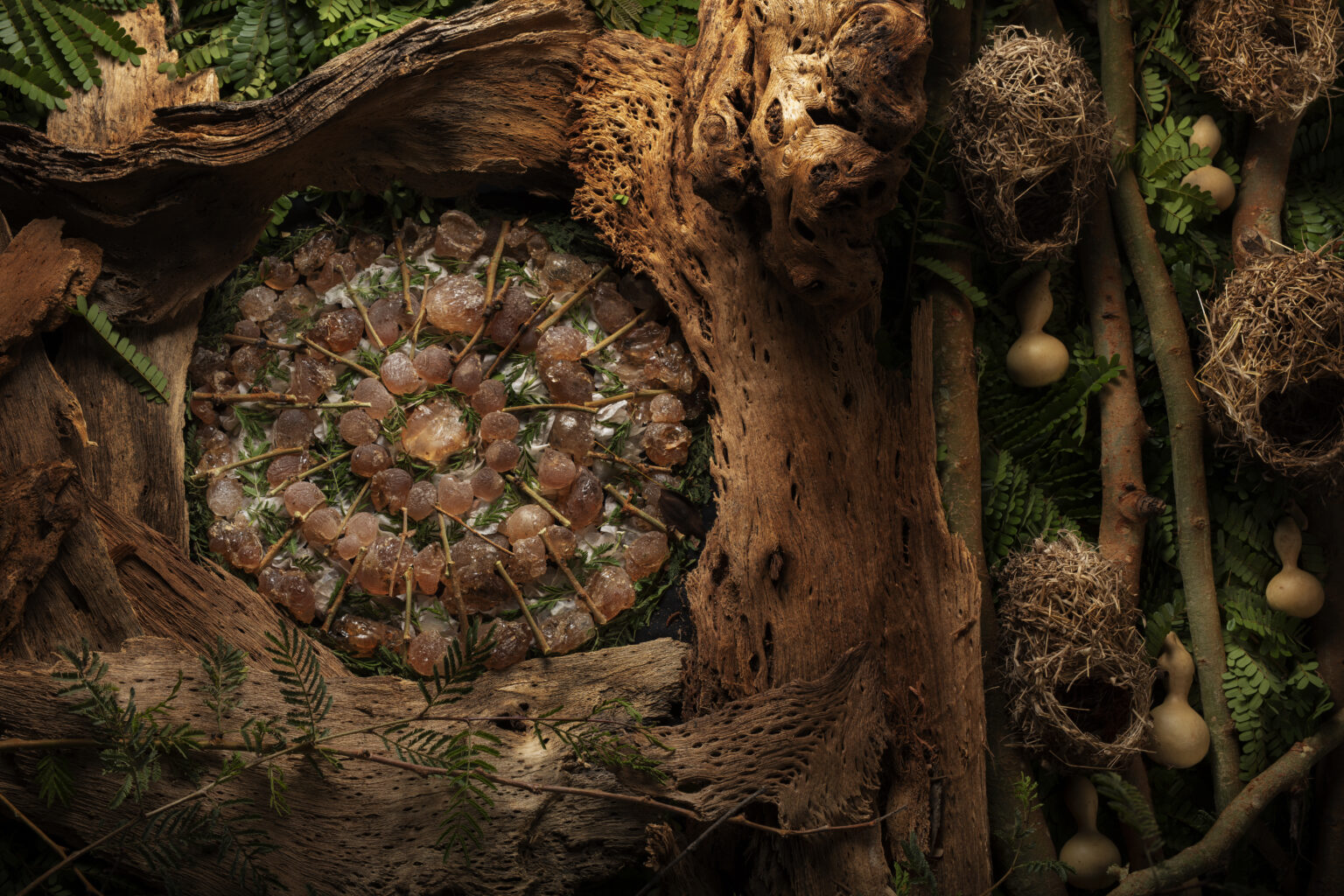 Trees of Life - Nexira