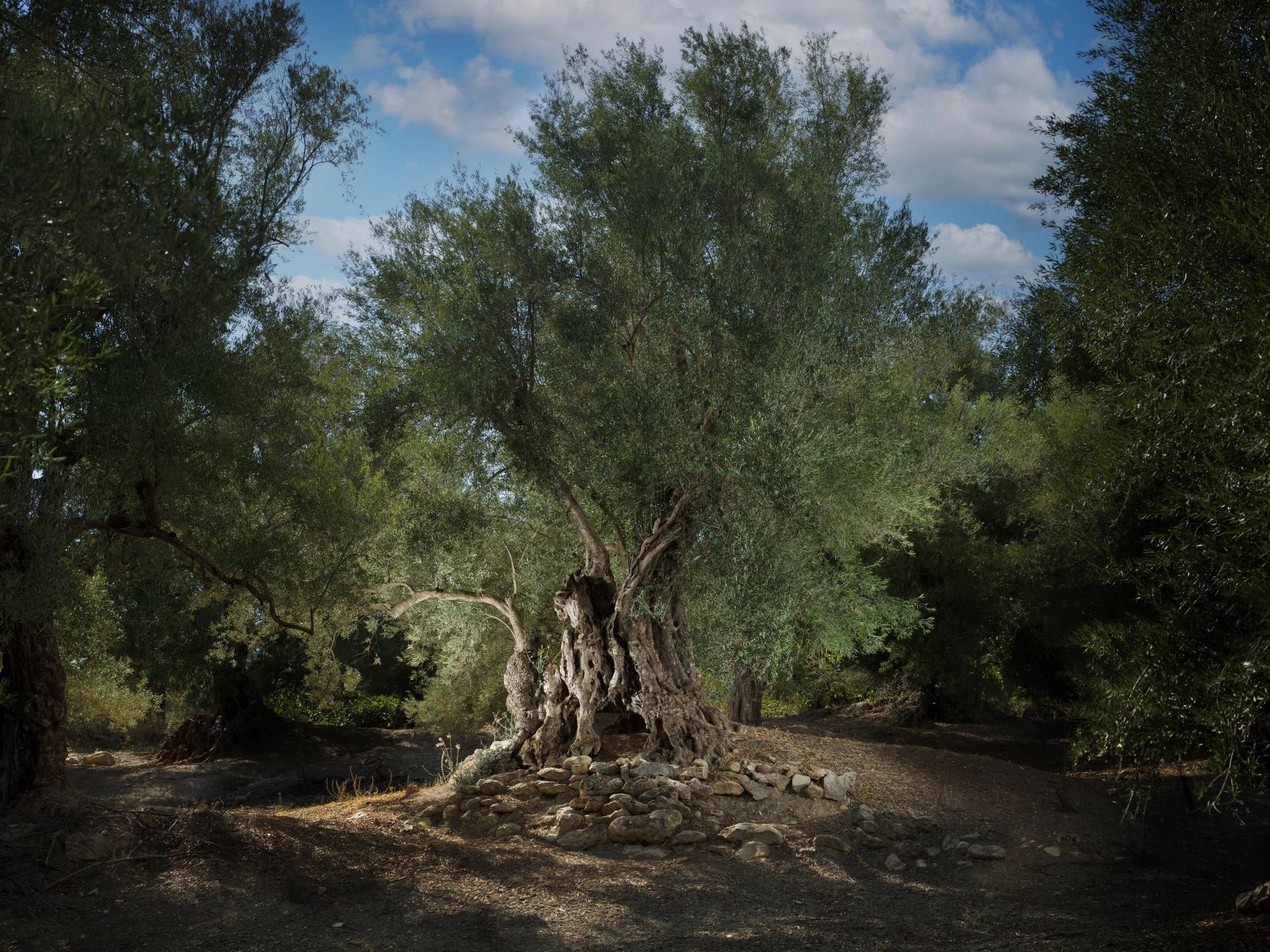 Trees of Life - Nexira